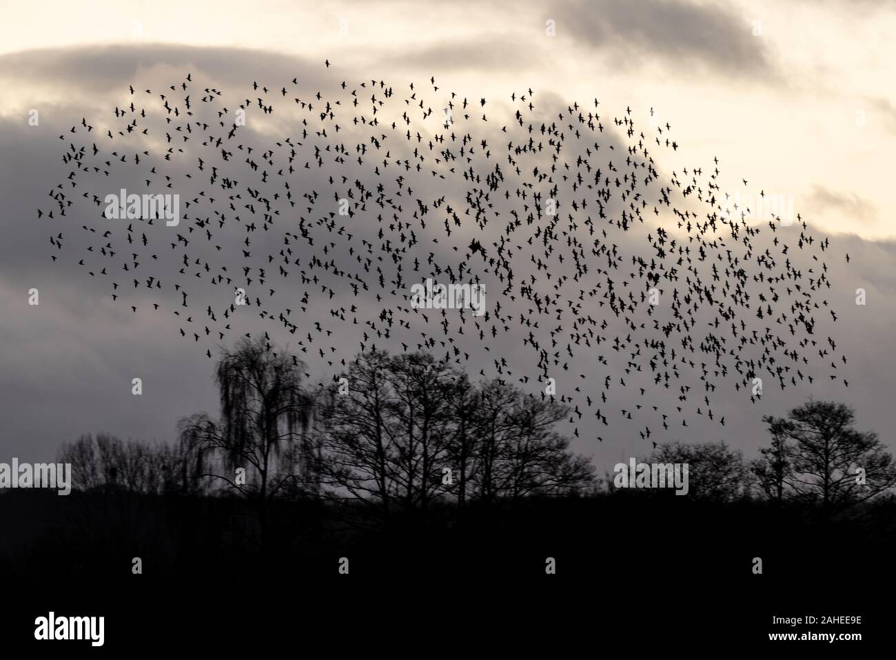UK Weather: Christmas Eve evening starling murmuration at Ham Wall RSPB ...