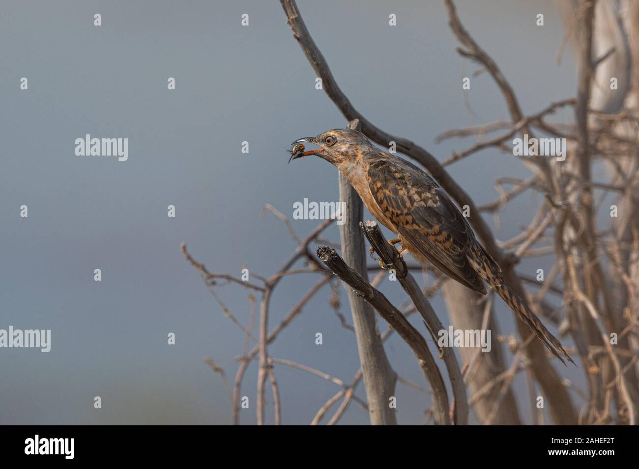 The plaintive cuckoo (Cacomantis merulinus) is a species of bird ...