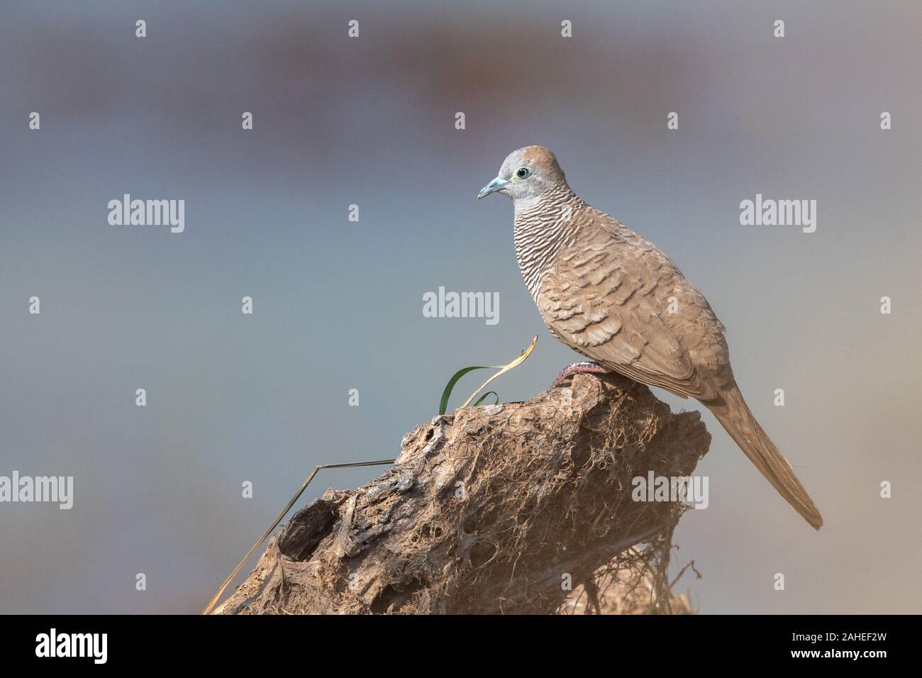 The zebra dove (Geopelia striata) also known as barred ground dove, is ...