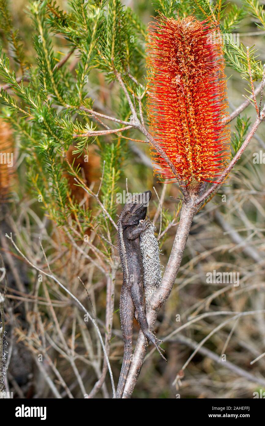 Jacky Lizard resting on Banksia Tree Stock Photo - Alamy