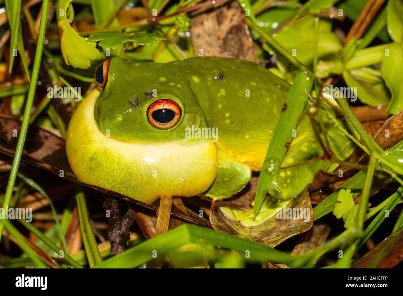 Male Red-eyed Tree Frog calling Stock Photo - Alamy