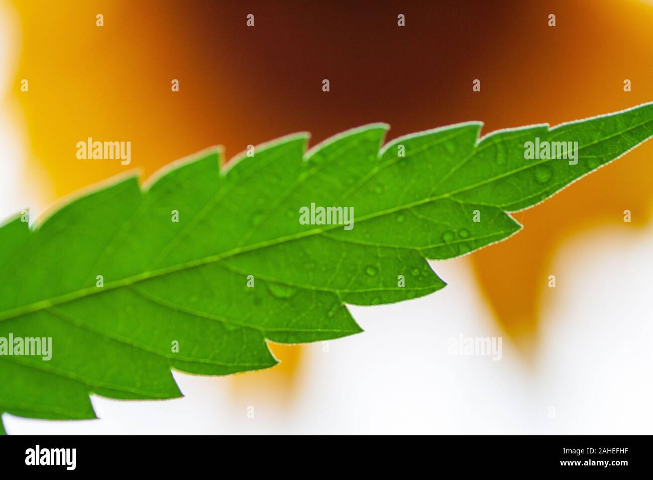 . Thematic photos of hemp and marijuana Green leaf of cannabis ...