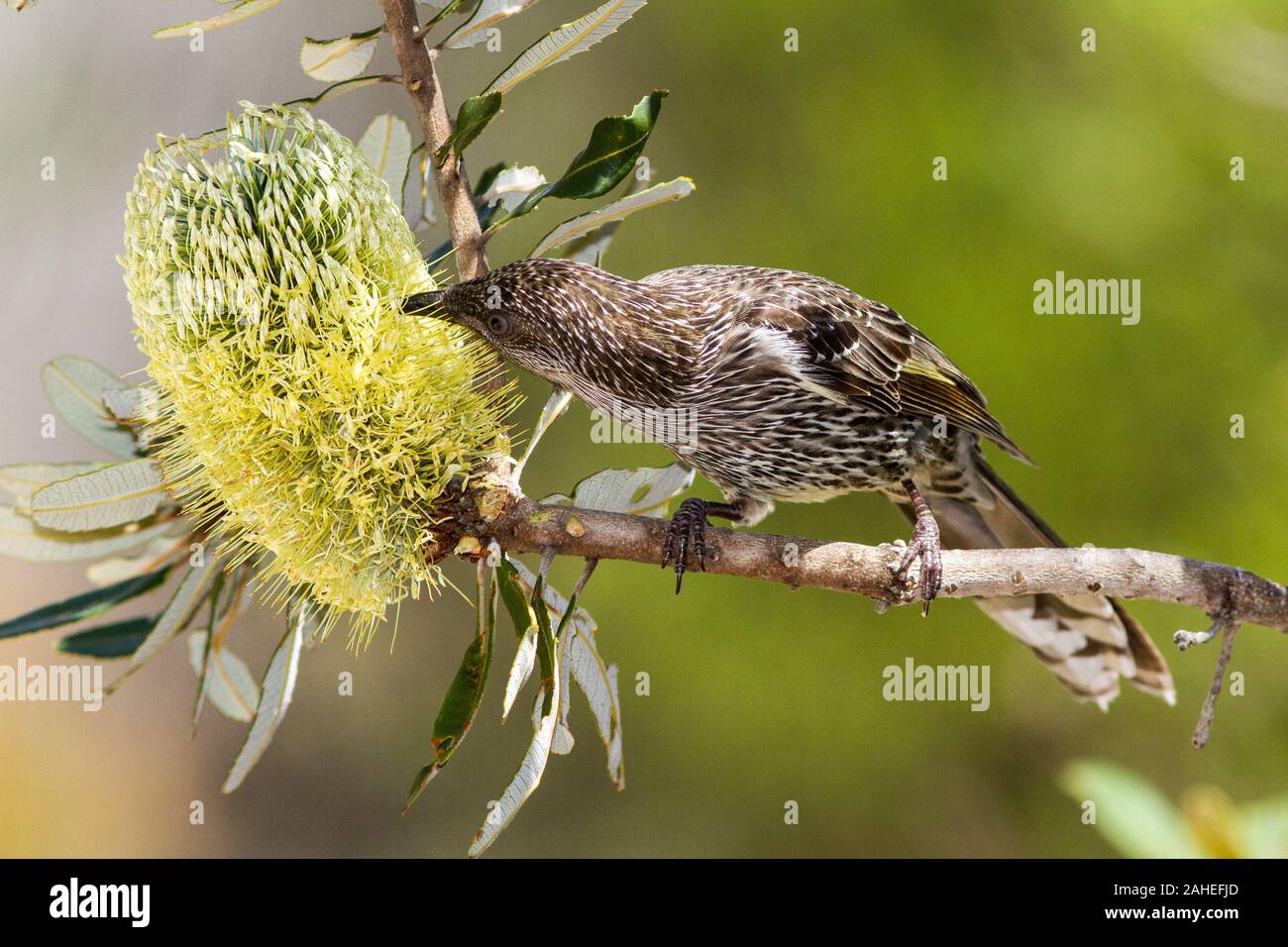 Little Wattle bird feeding on Banksia Stock Photo - Alamy