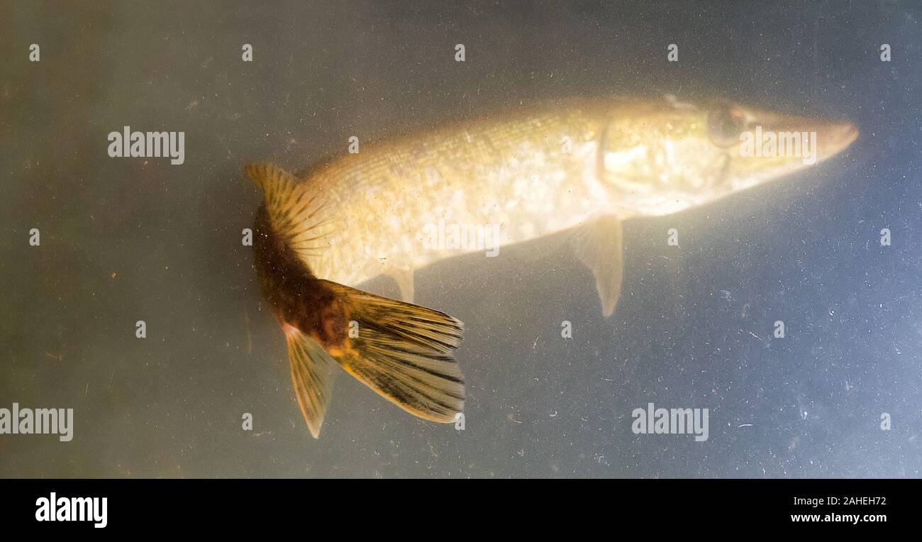 Pike in the stagnant pond with reduced transparency, pike tail Stock ...
