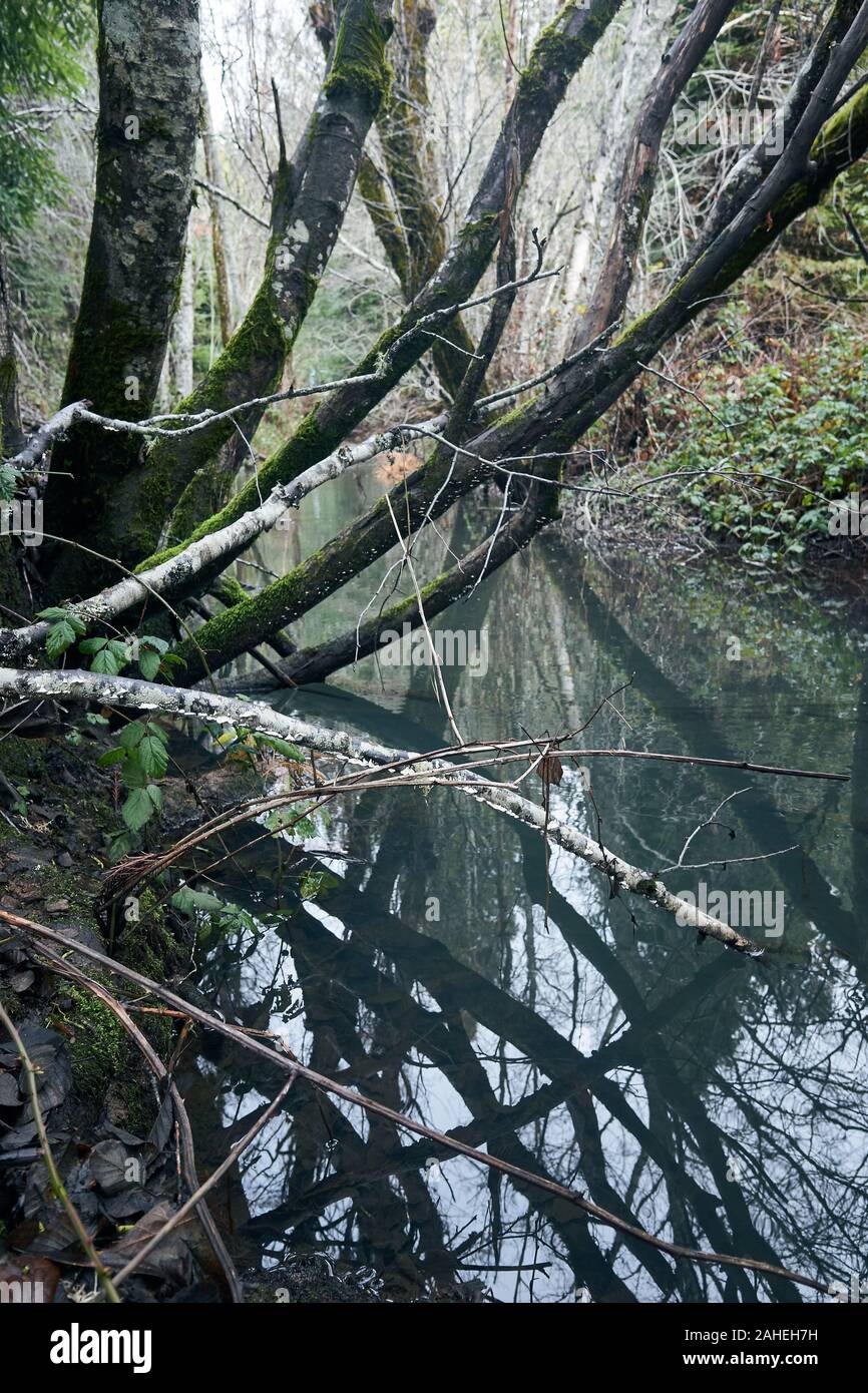 Tree branches hanging over water hi-res stock photography and images ...