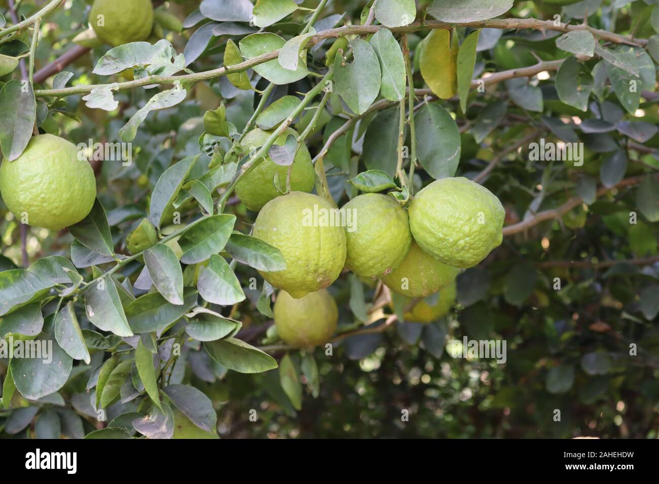 Lime texture hi-res stock photography and images - Alamy