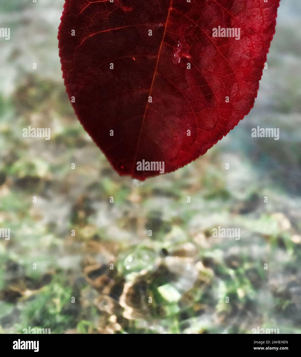 North Autumn red faded leaves. Drops fall into water after a cold rain ...