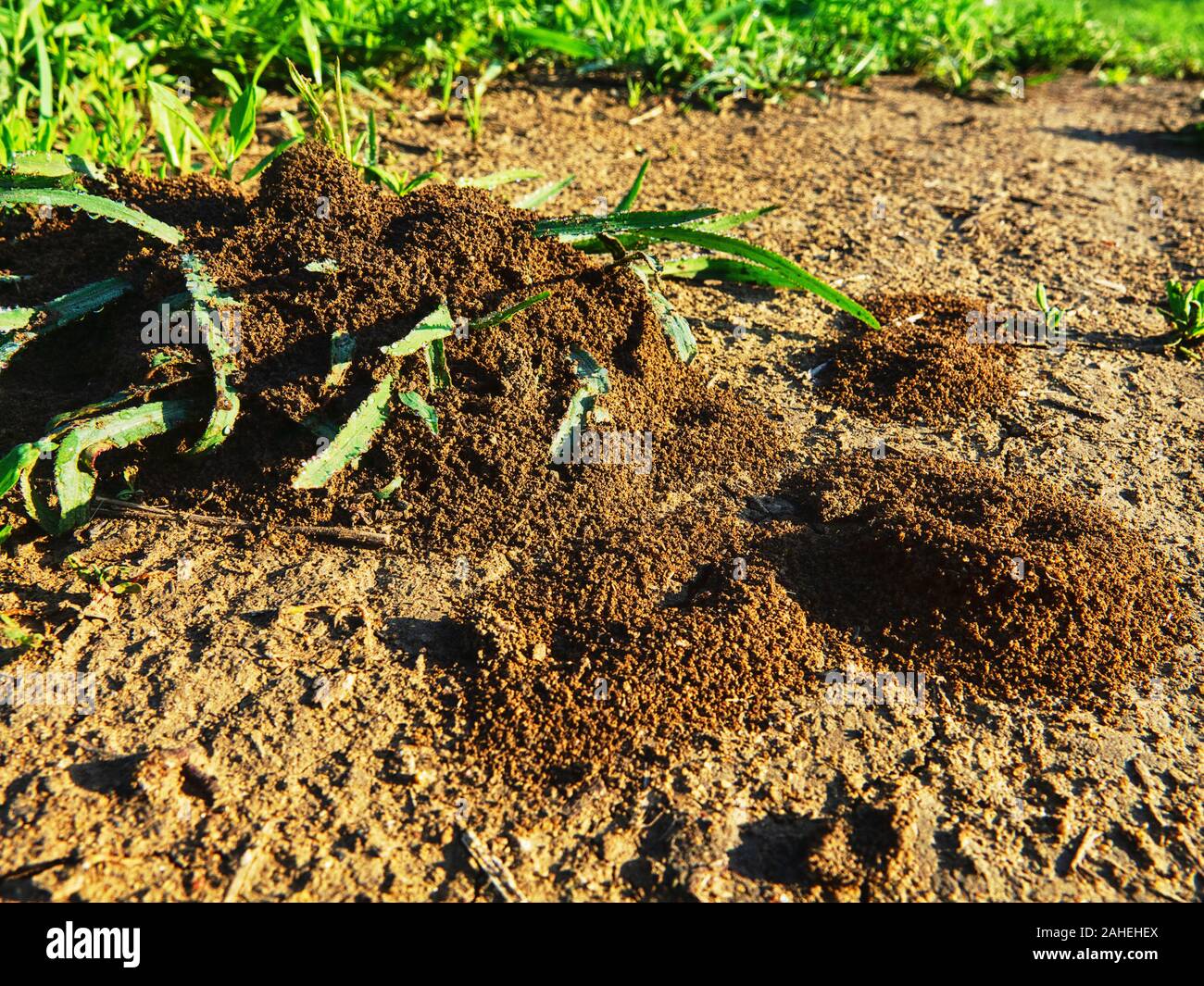Earth ants (Lasius) the entrance to anthill from beautiful heaps of ...