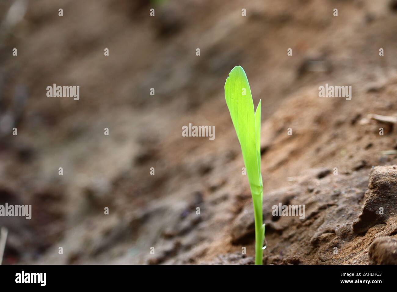 Corn Growth Development Stock Photos & Corn Growth Development Stock ...