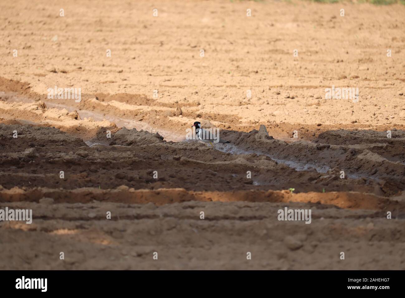 agricultural black and brown sandy fields and sunset in shadow and ...