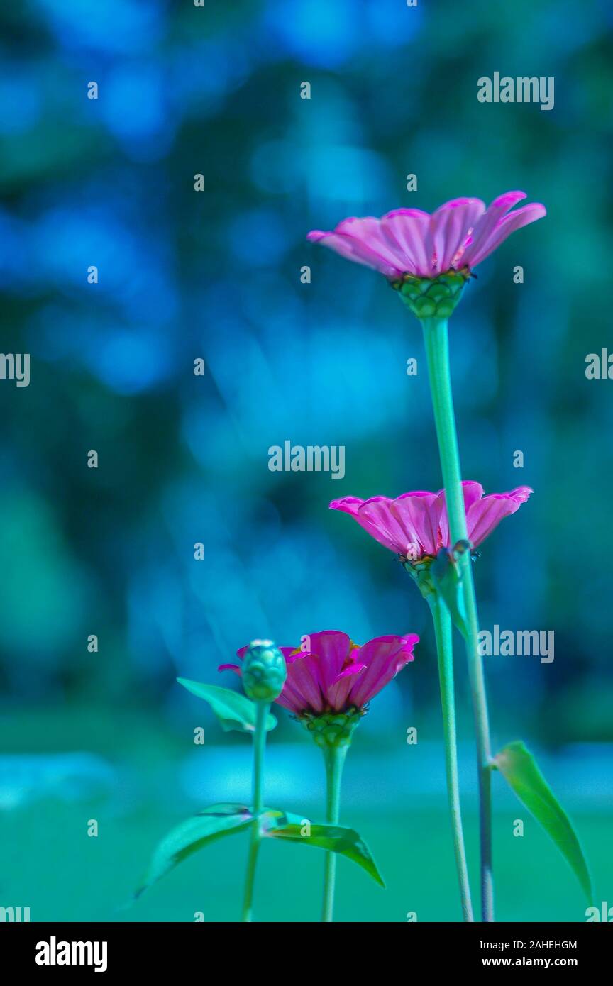 Beautiful book cover design flowers hi-res stock photography and images ...