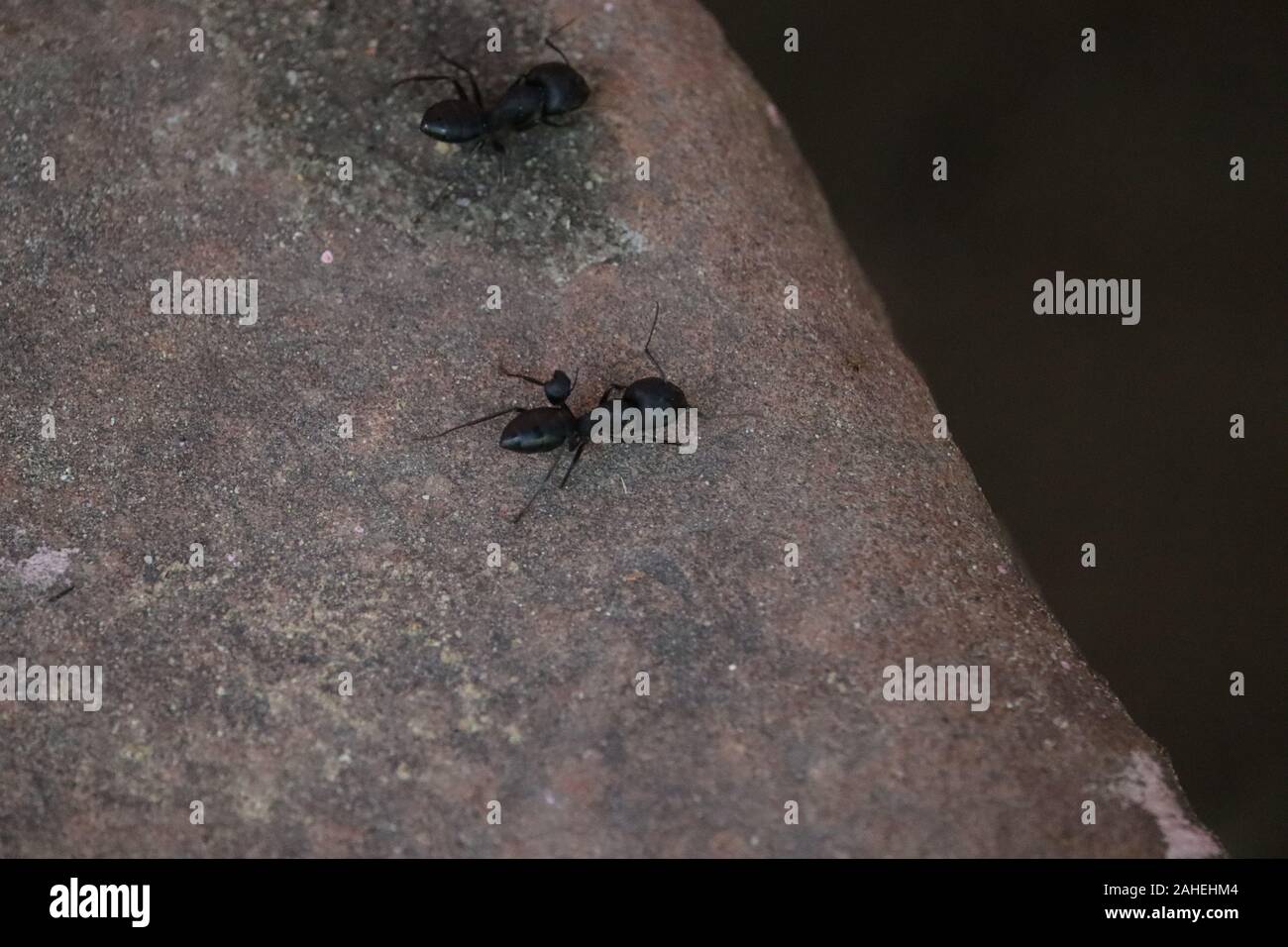 Big carpenter ants ant workers hi-res stock photography and images - Alamy