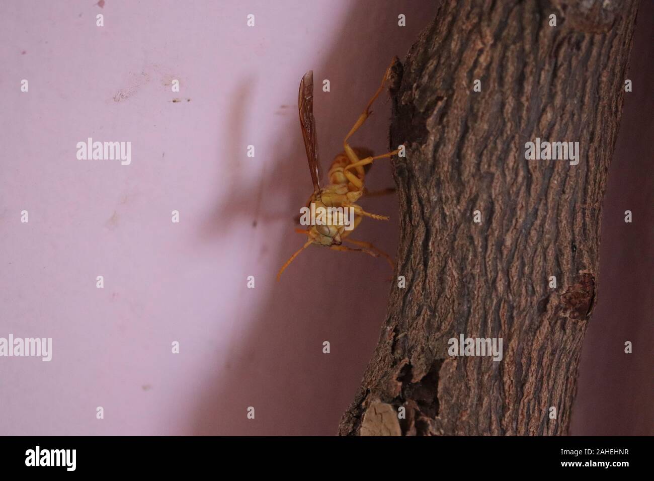 Large wasp. Dangerous fly. Striped fly. and yellow wasp with wooden ...