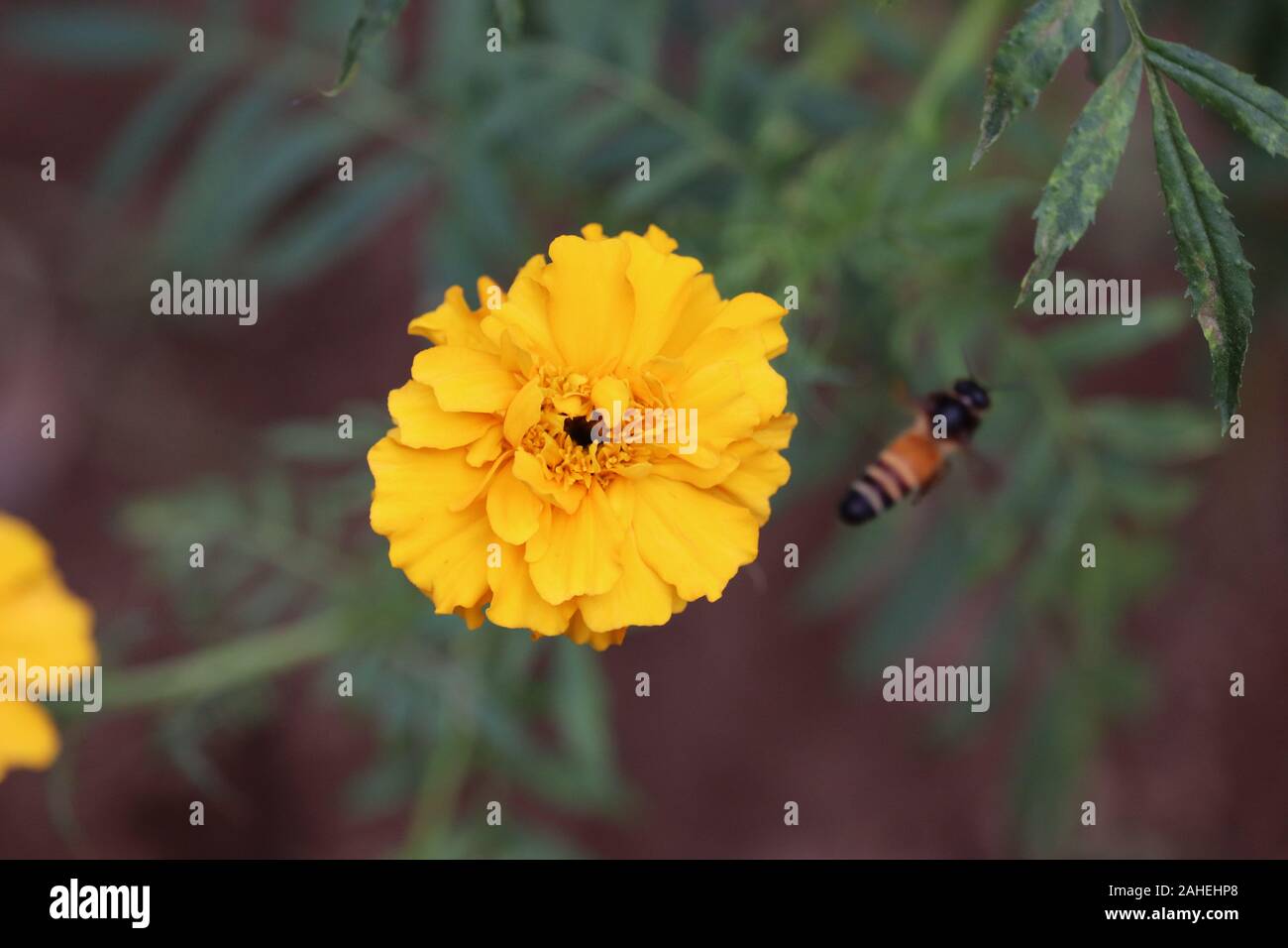 flying honey bee.Honey bee covered with yellow pollen collecting nectar ...