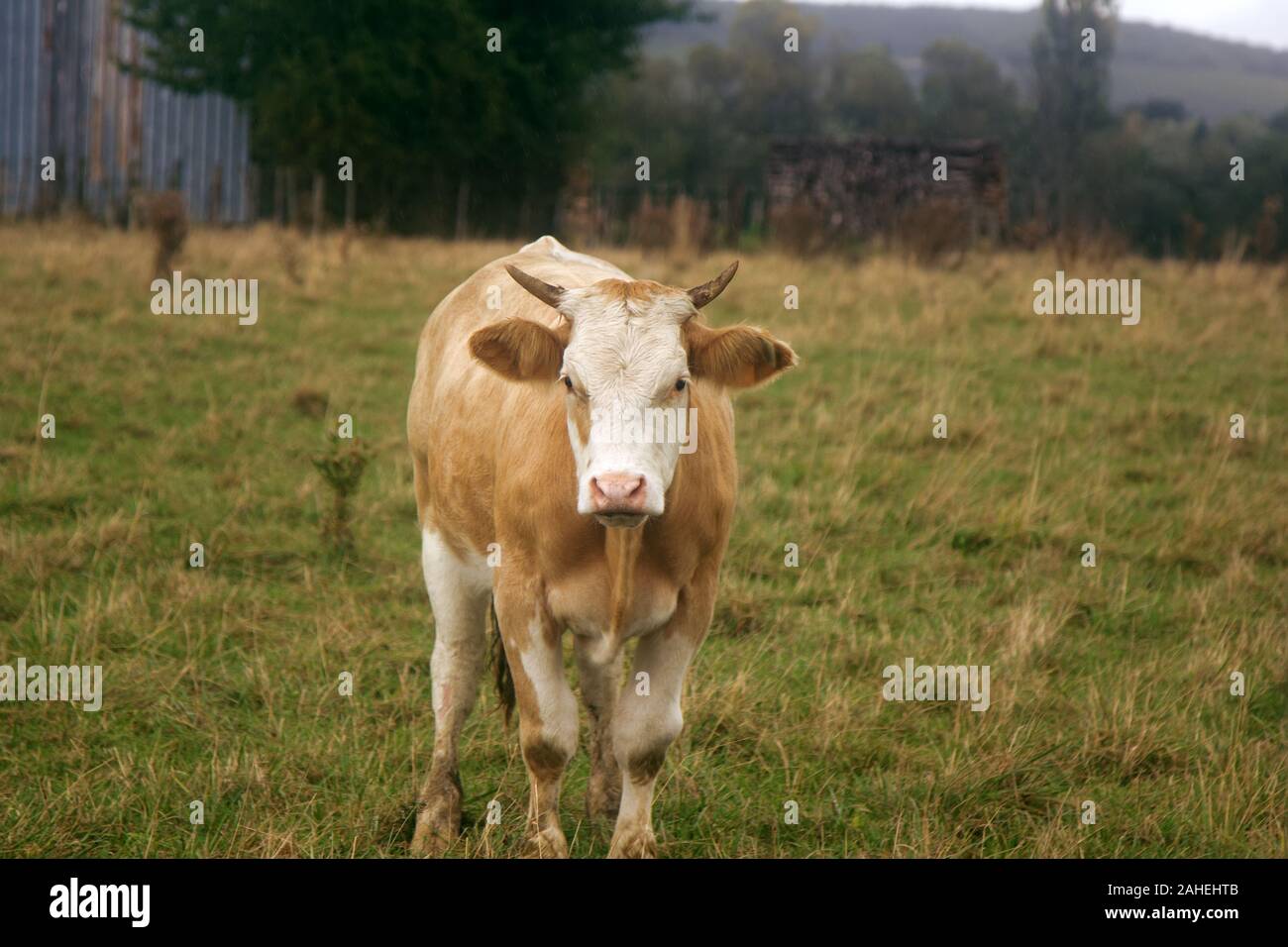Bulls grown for slaughter for meat at grazing. European meat breeds of ...