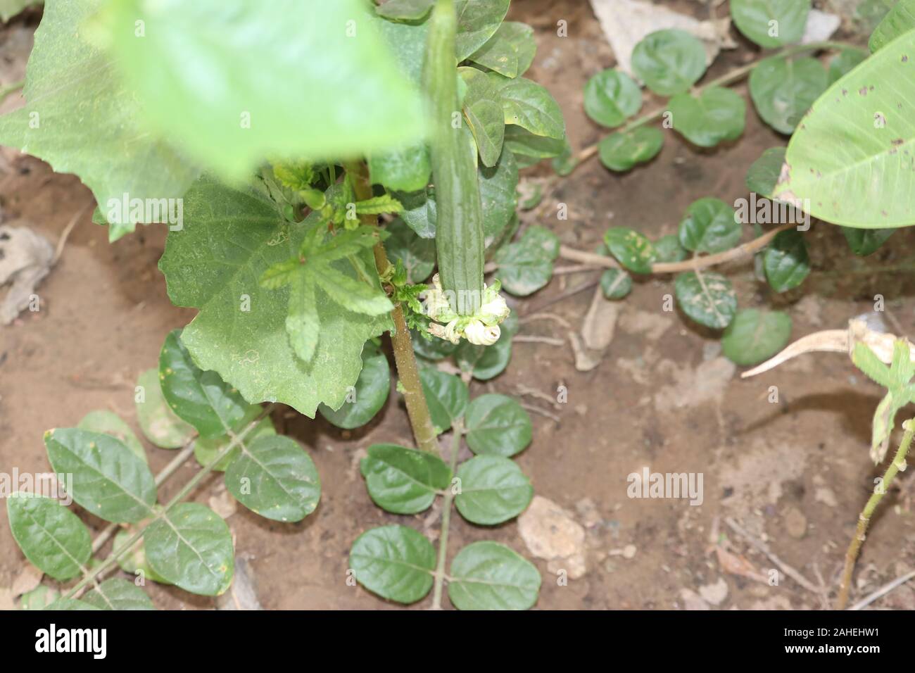 Fresh Angled loofah fruits with leaves and yellow flower with blurry ...