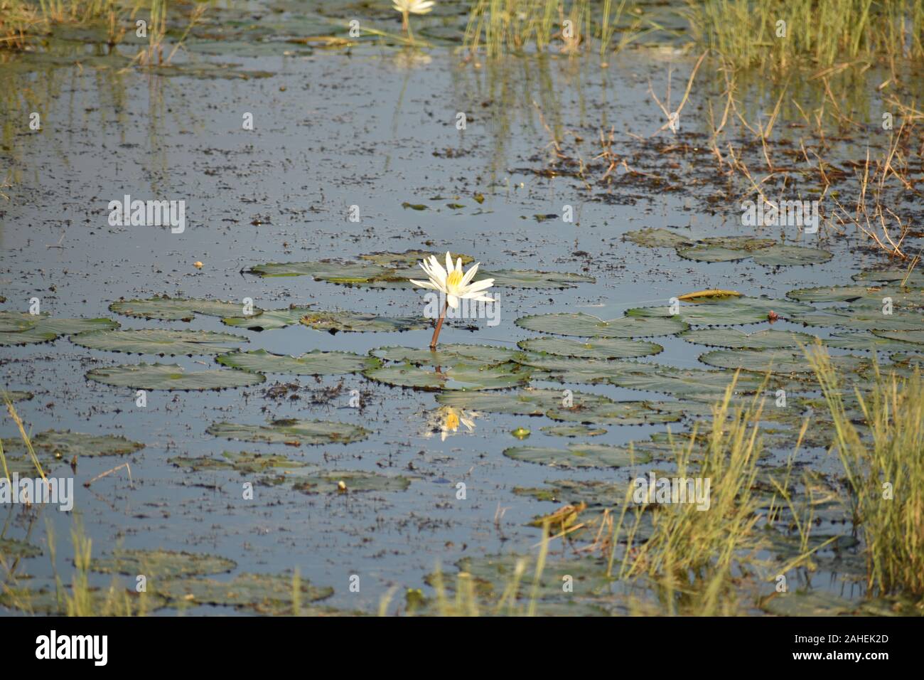 white lotus flower grows on the lake. Lotus is an annual aquatic plant ...
