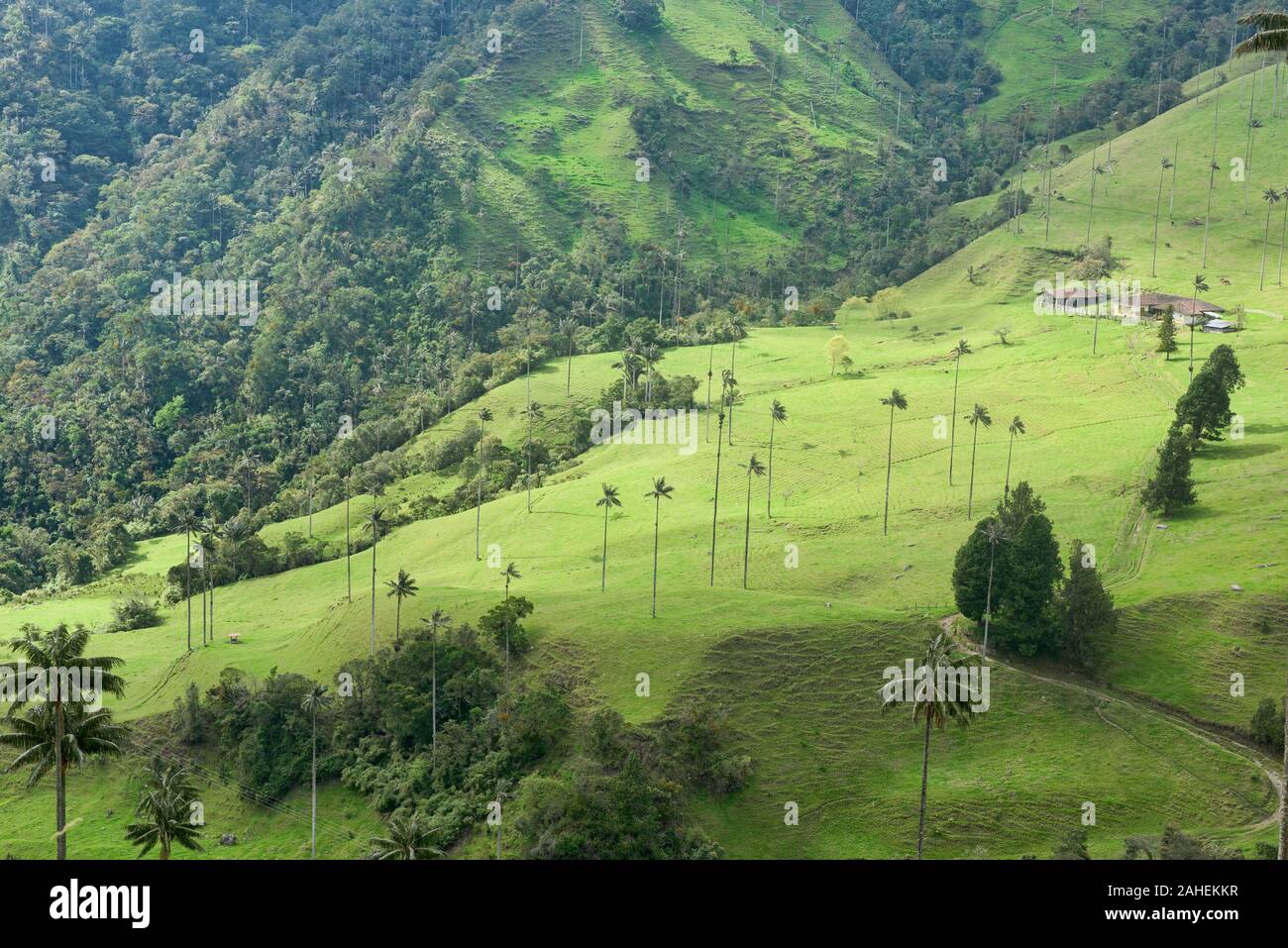 Ceroxylon quindiuense palm hi-res stock photography and images - Alamy