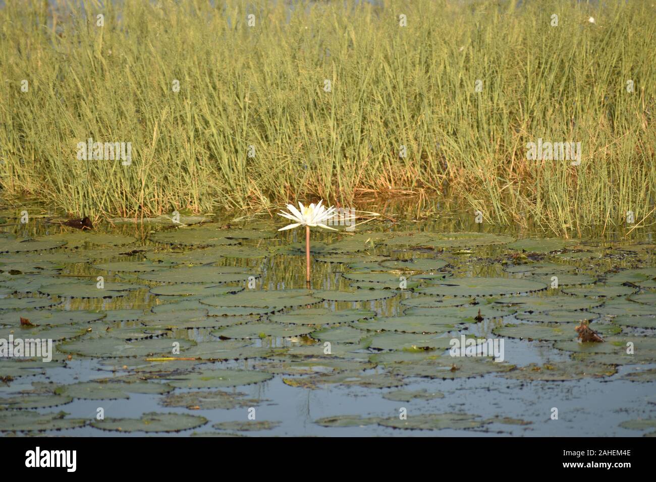white lotus flower grows on the lake. Lotus is an annual aquatic plant ...