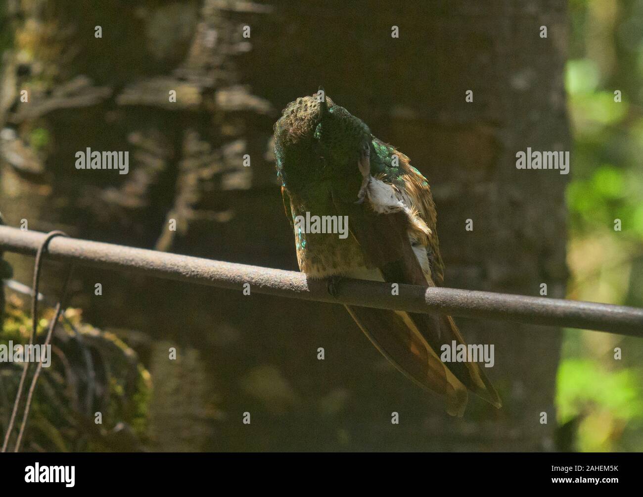 Collared Inca (Coeligena torquata) hummingbird, Cocora Valley, Colombia ...