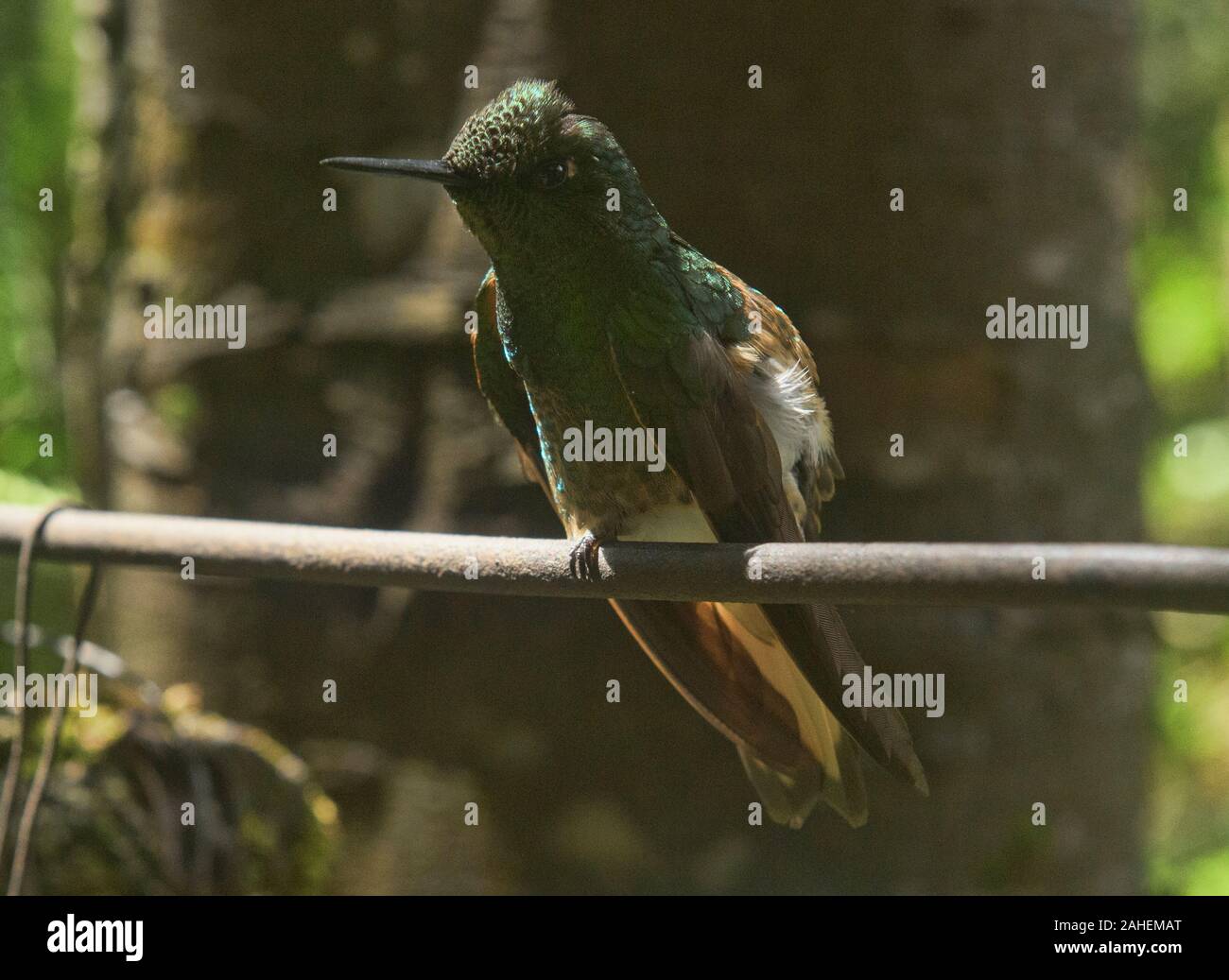 Casa inca hi-res stock photography and images - Alamy