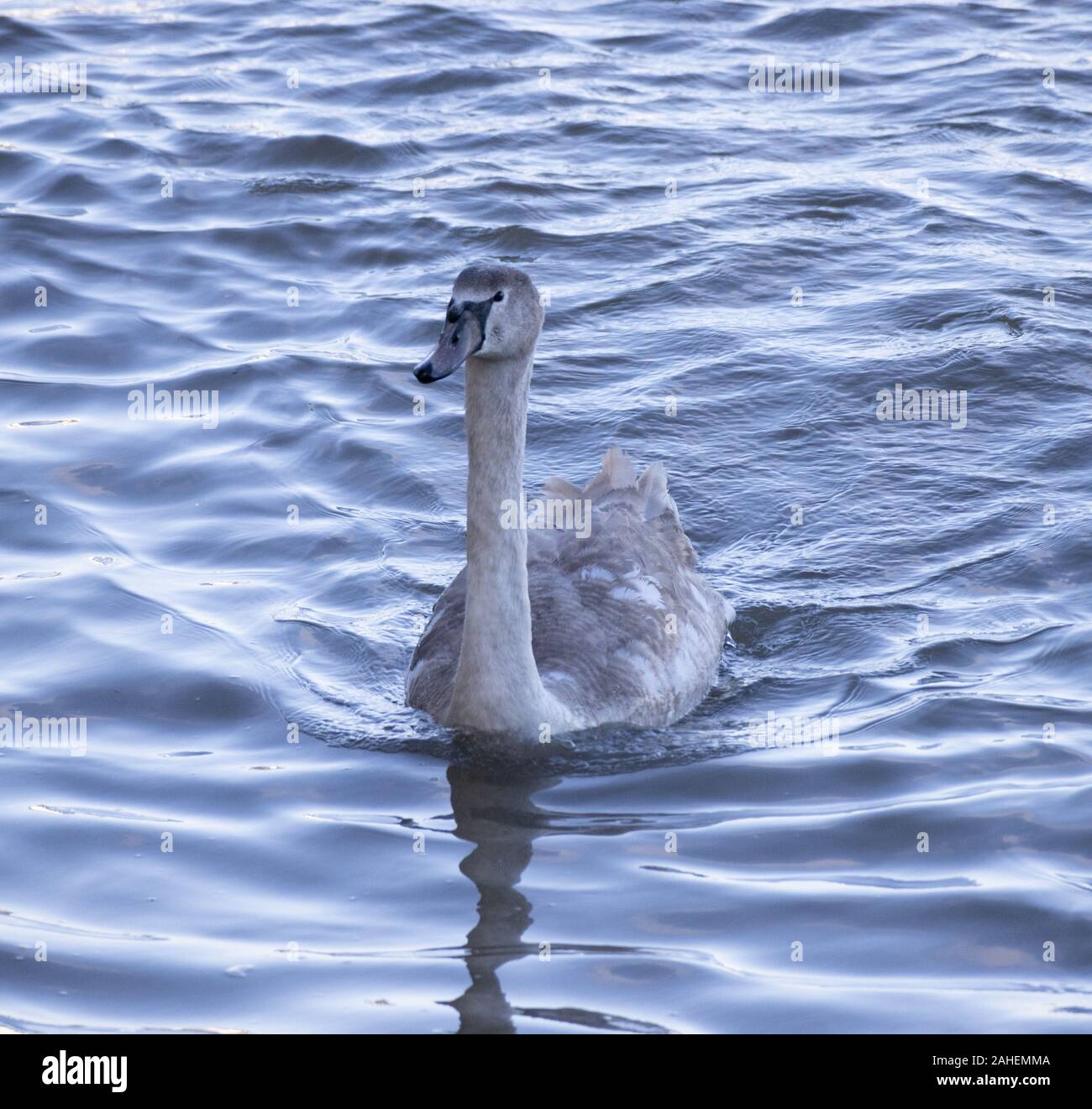 Mature cygnet hi-res stock photography and images - Alamy