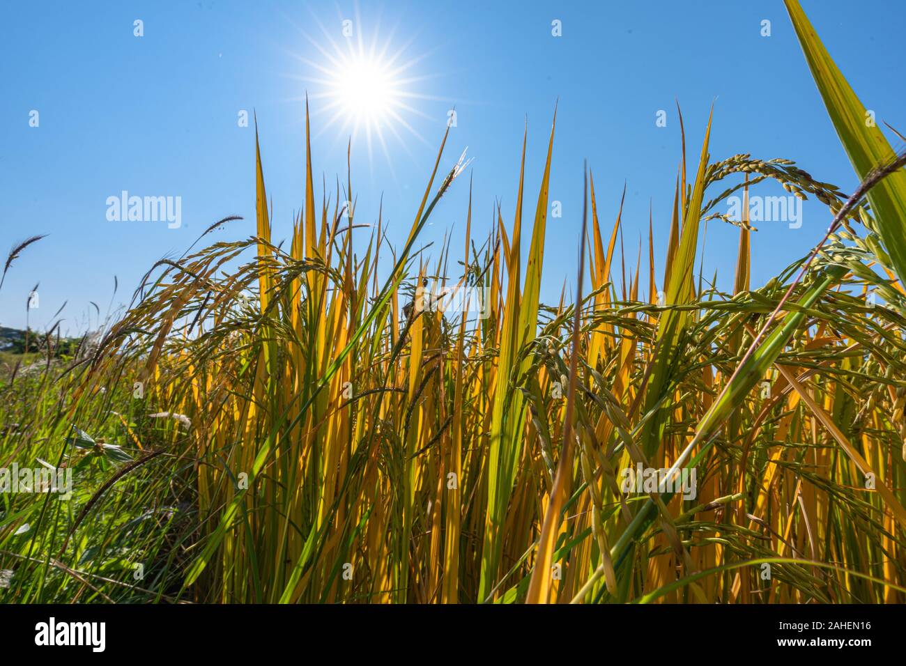 Yellow glutinous rice in rice fields near the harvest season Stock ...
