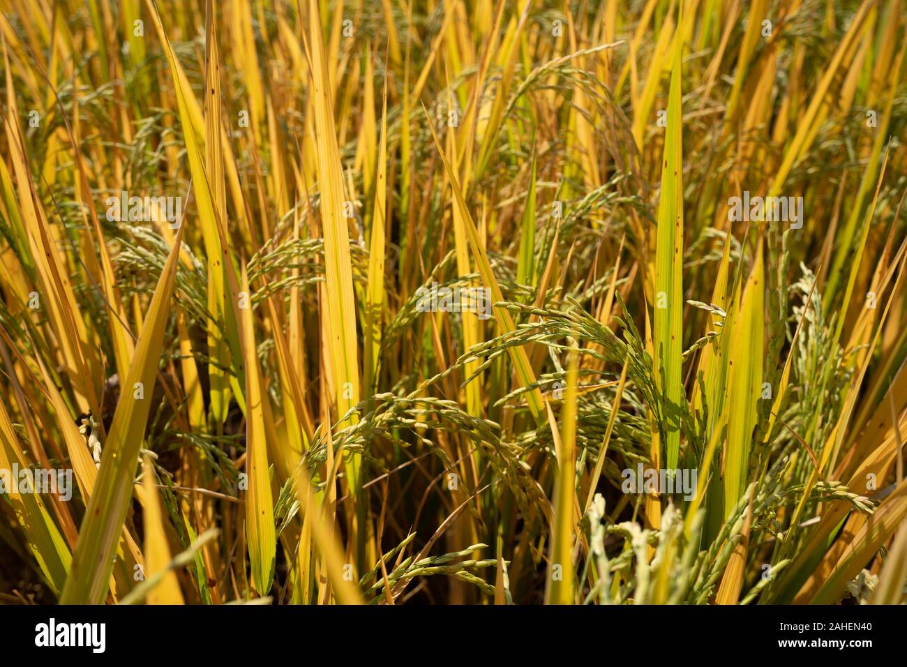 Yellow glutinous rice in rice fields near the harvest season Stock ...