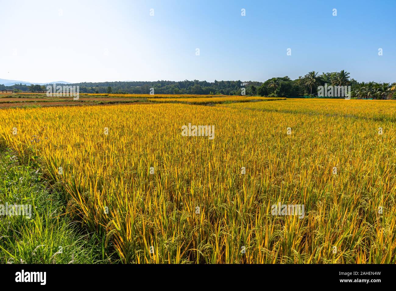 Yellow glutinous rice in rice fields near the harvest season Stock ...