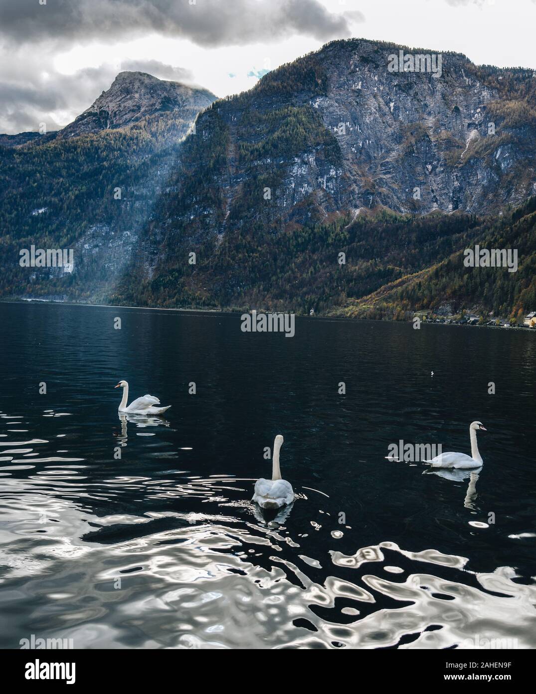 Beautiful swan on the Hallstatt Lake (Austria) in spring time Stock ...