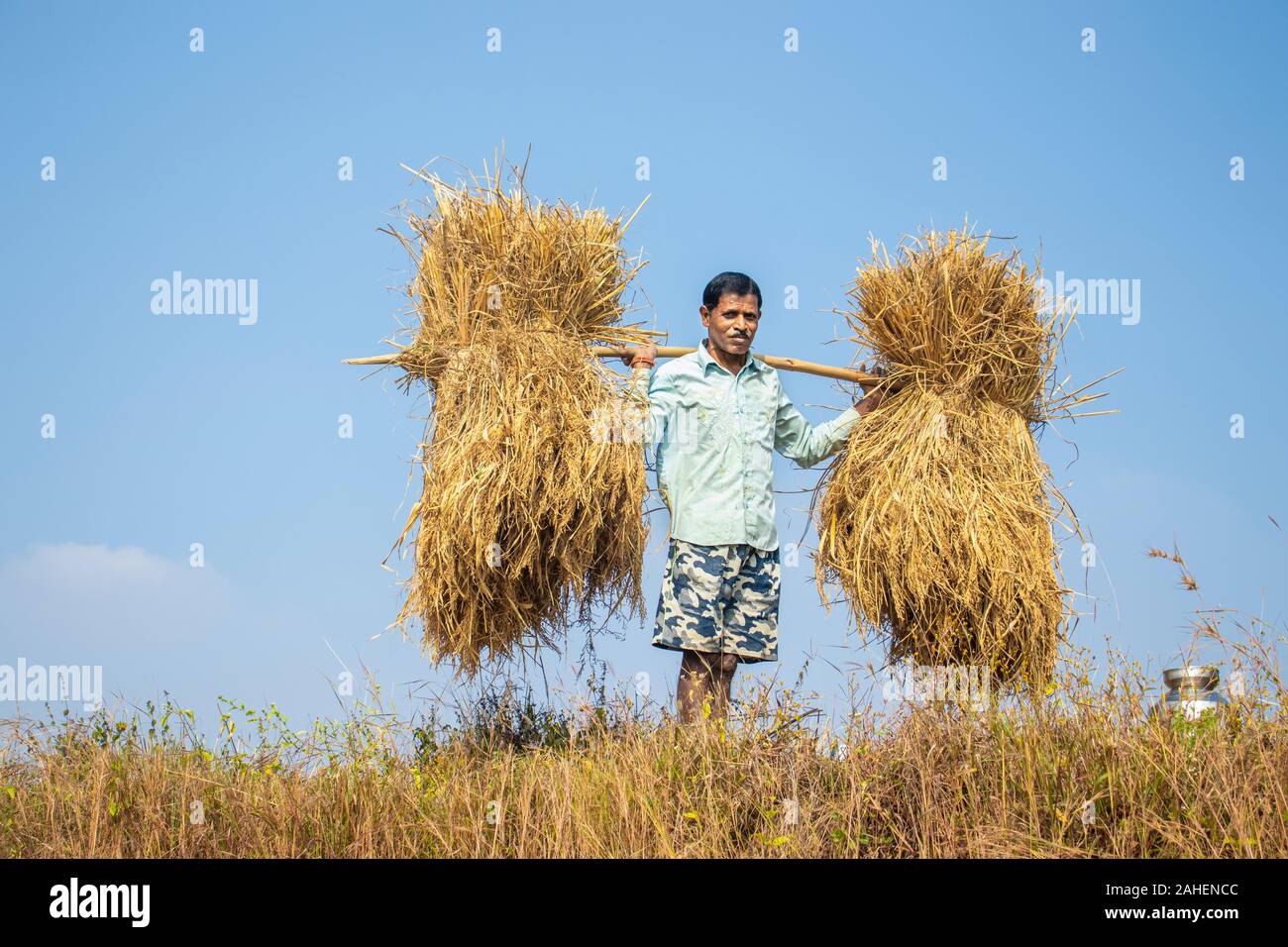 Beautiful view of Indian farmer carrying paddy stack in home Stock ...