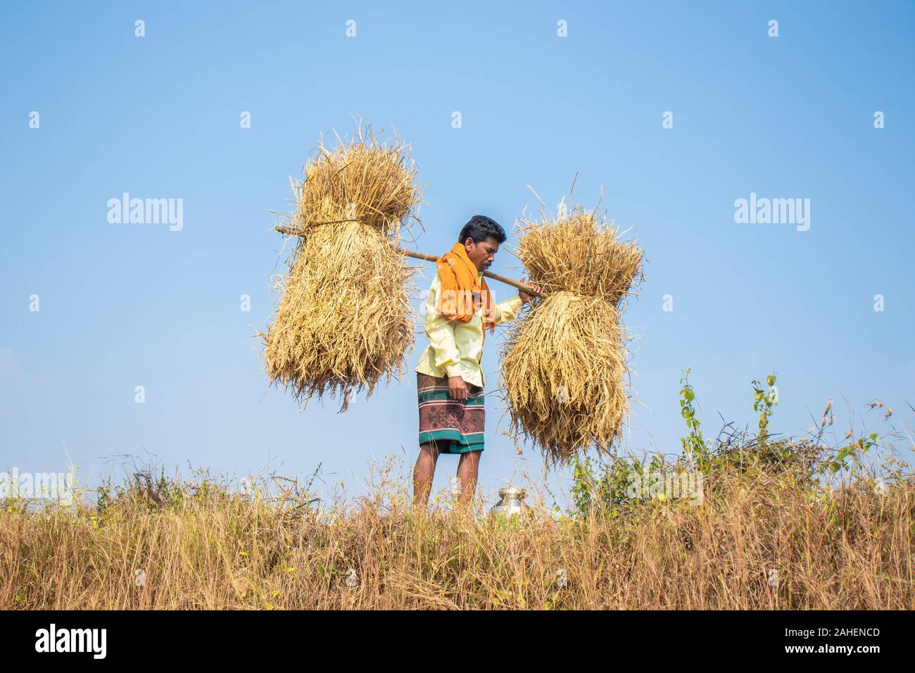 Indian paddy field blue hi-res stock photography and images - Alamy