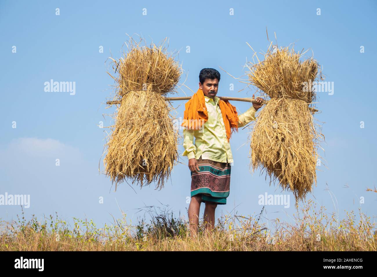 Beautiful view of Indian farmer carrying paddy stack in home Stock ...
