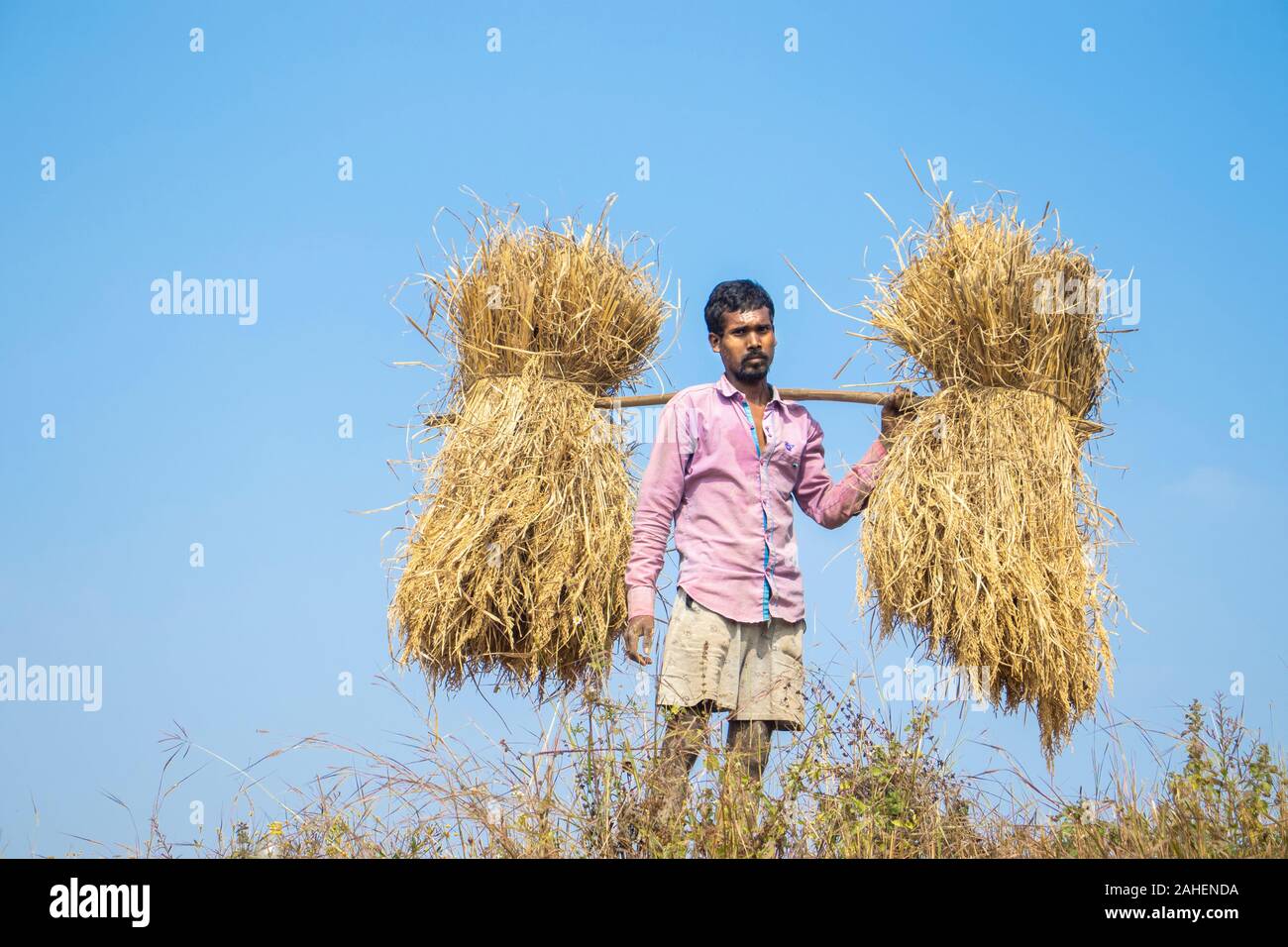 Beautiful view of Indian farmer carrying paddy stack in home Stock ...