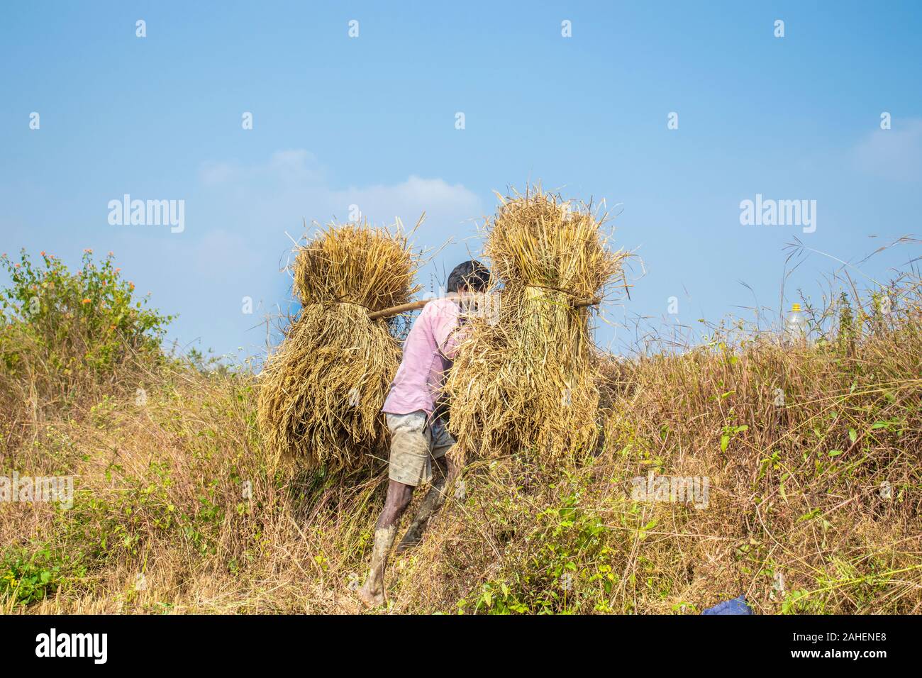 Beautiful view of Indian farmer carrying paddy stack in home Stock ...