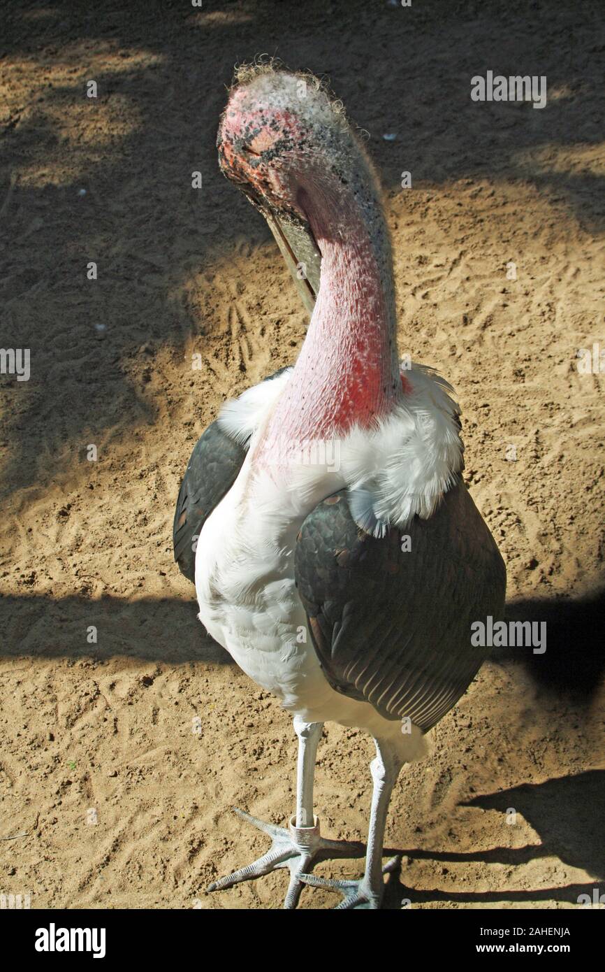 Marabou storch hi-res stock photography and images - Alamy