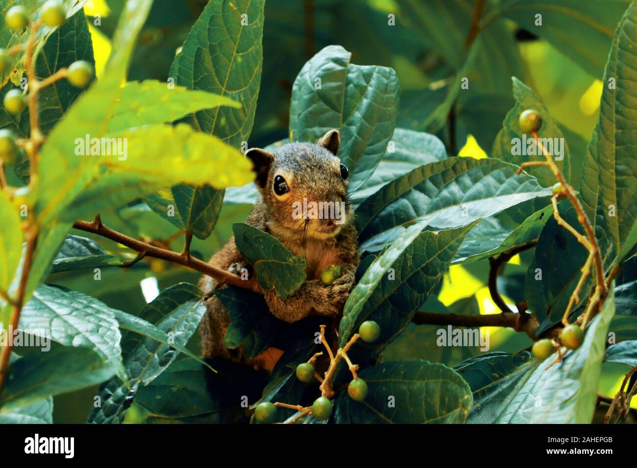Squirrel looking in the forest Stock Photo - Alamy