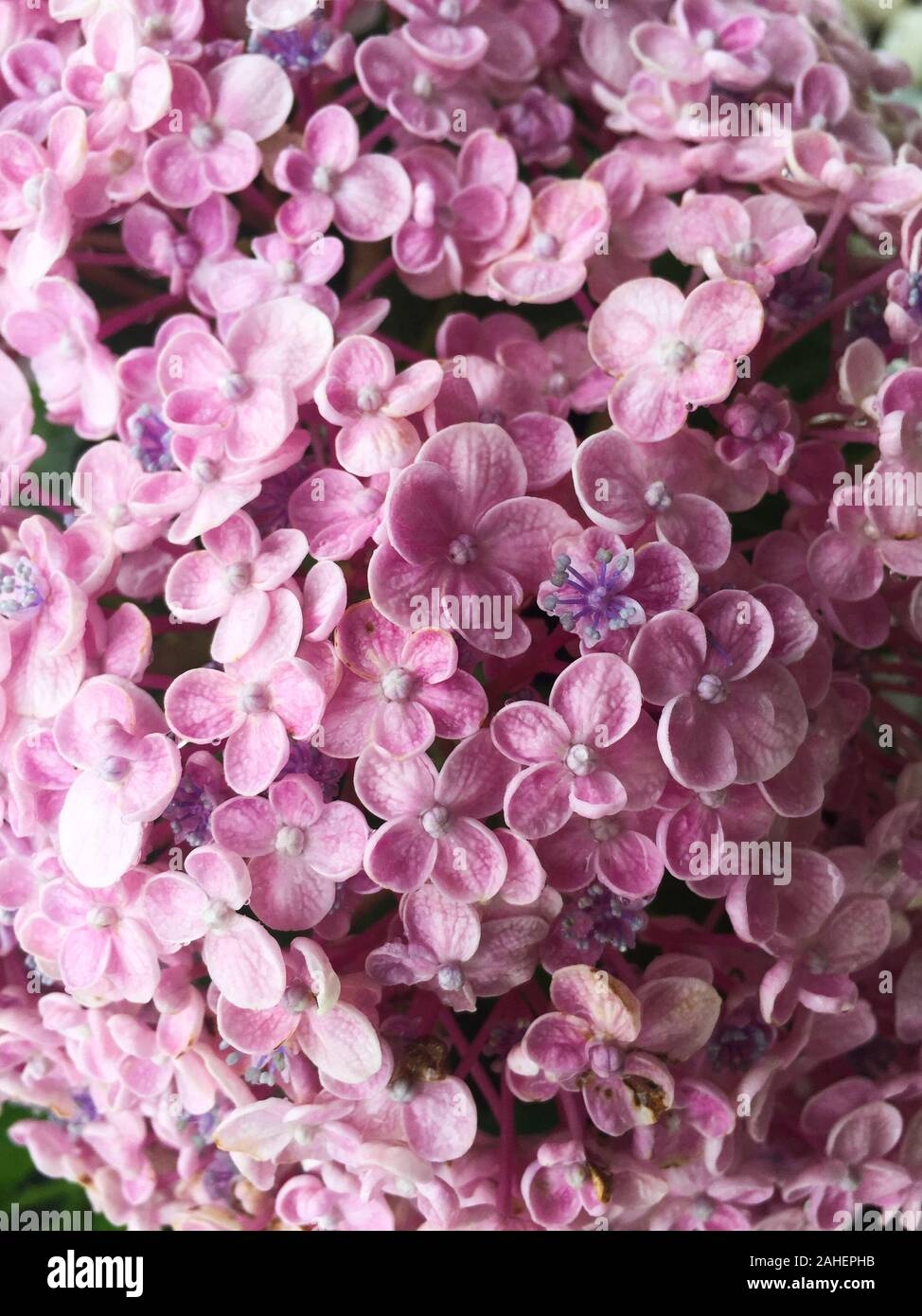Ajisai flower (Hydrangea) blooming in spring and summer at botanic ...