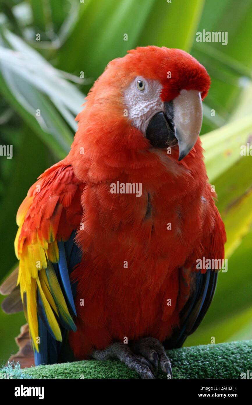 Hellroter ara hi-res stock photography and images - Alamy