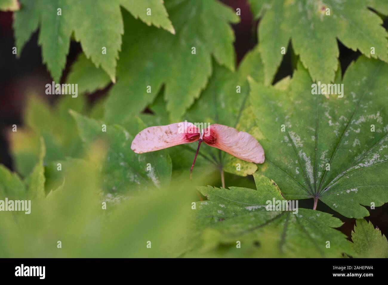 Acer japonicum 'Full Moon Magic' samara Stock Photo - Alamy