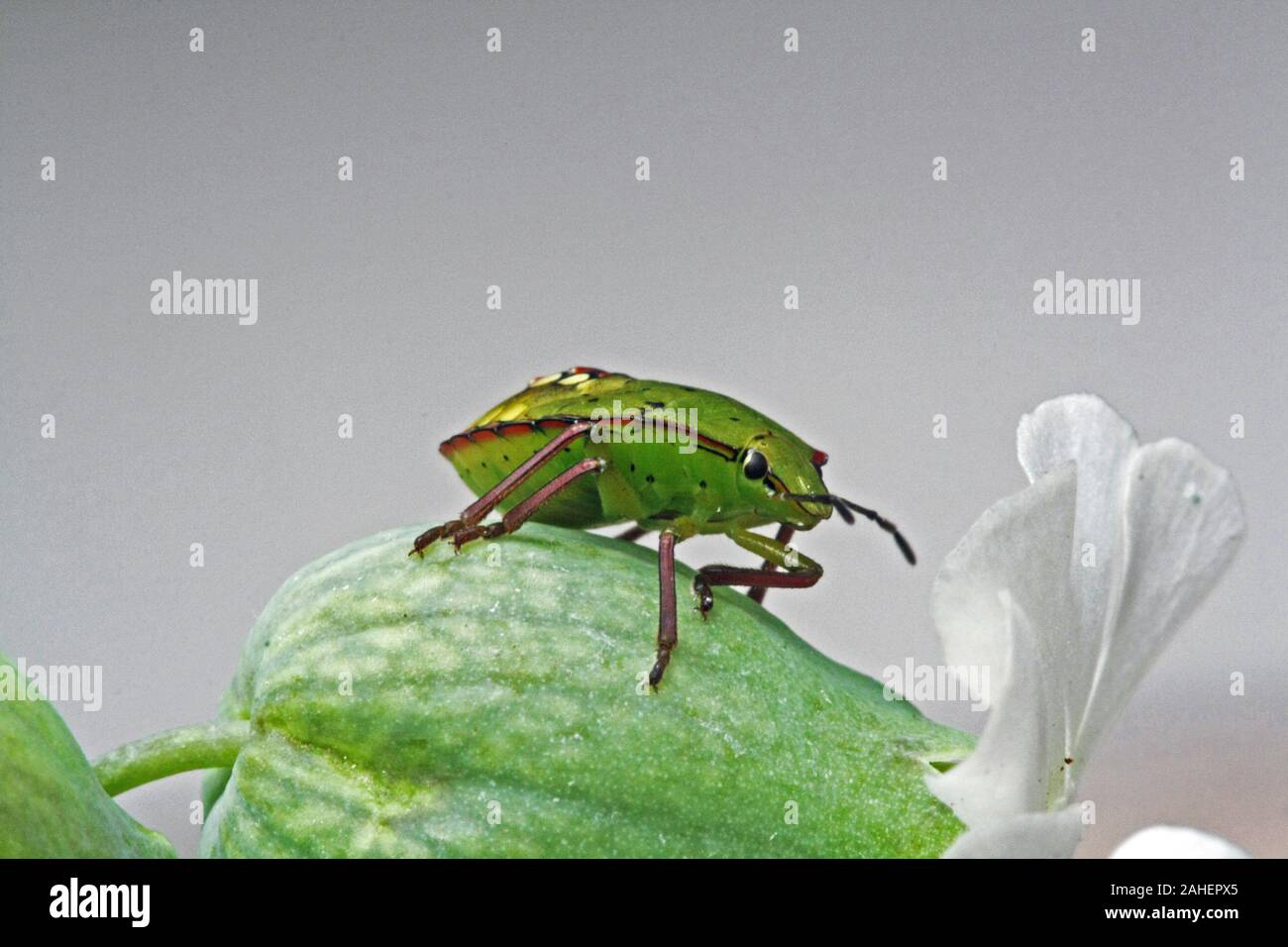 Wanze heteroptera hi-res stock photography and images - Alamy