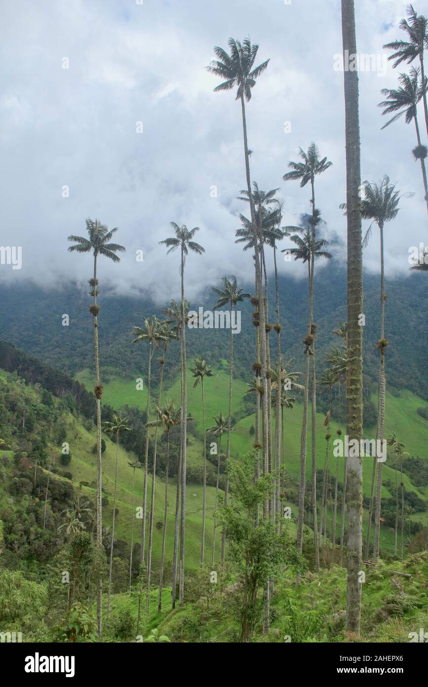 Wax palms (Ceroxylon quindiuense), the tallest palms in the world ...