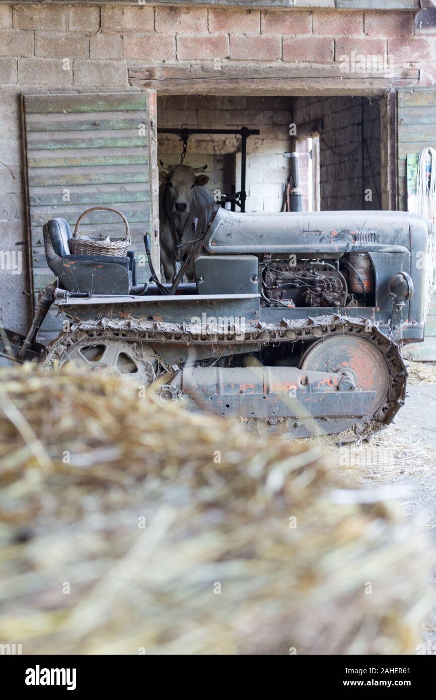 old tractor on a farm that also has a bovine breeding Stock Photo - Alamy