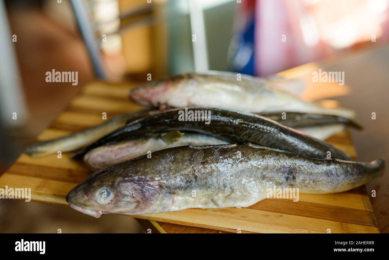 Natural looking frozen saffron cod at home Stock Photo - Alamy