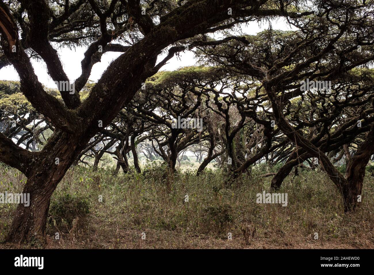 Ngorongoro Conservation Area Forest, Tanzania, Africa Stock Photo - Alamy