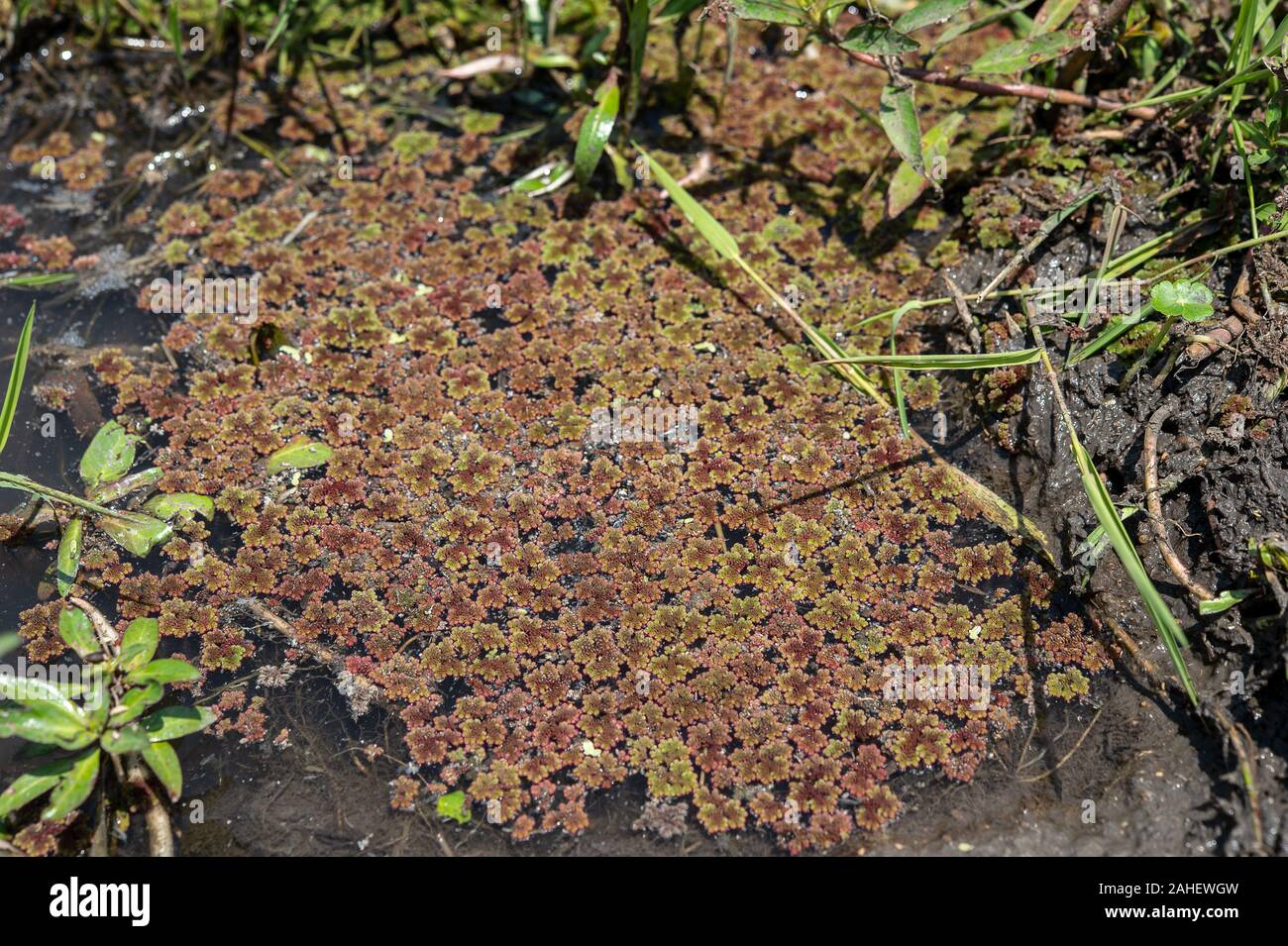 Red water fern, Azolla, Azolla filiculoides, Azollaceae, Ngorongoro ...
