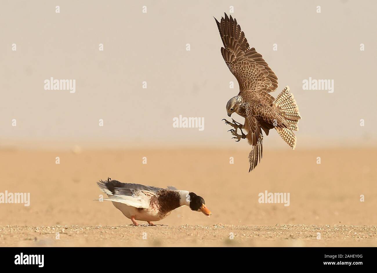 Falcons hunt hi-res stock photography and images - Alamy
