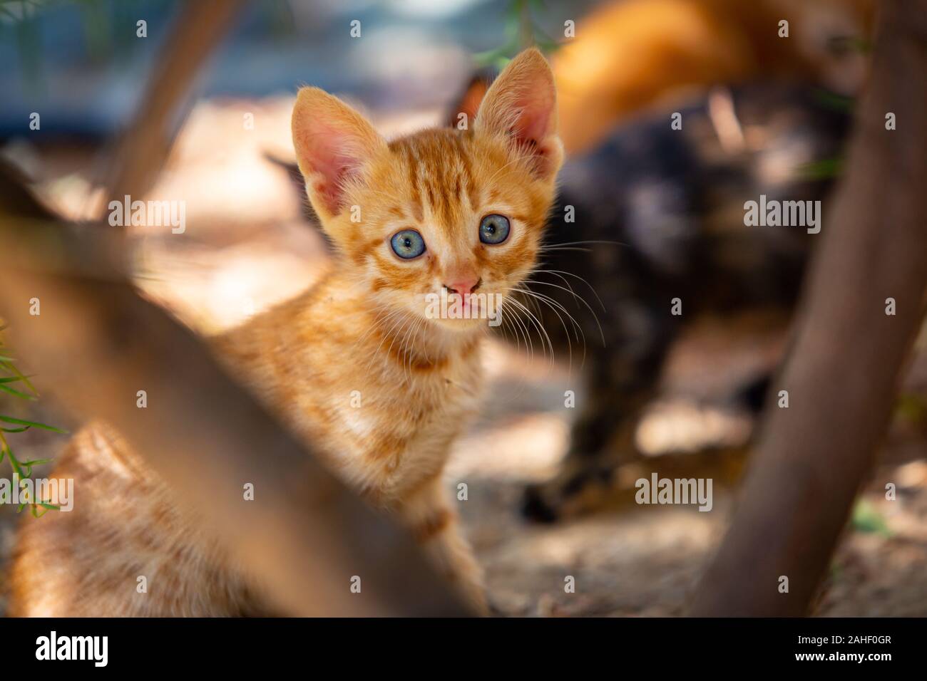 A wondering cat Stock Photo - Alamy