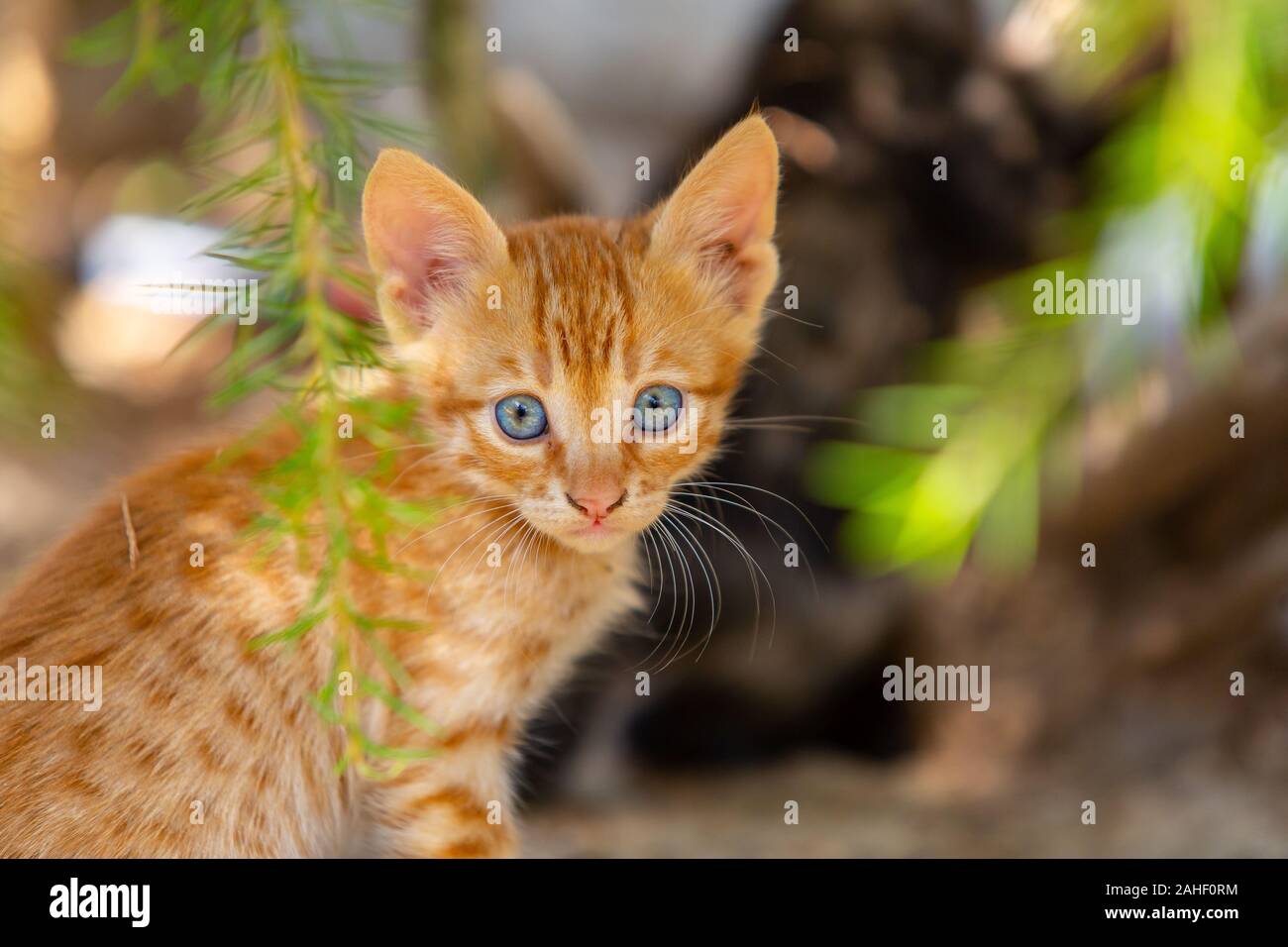 Wondering animal hi-res stock photography and images - Alamy