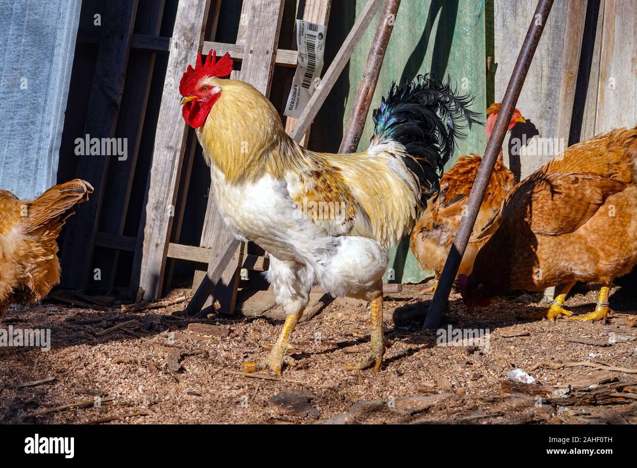 Chicken, rooster, cockerel, with red cockscomb Stock Photo - Alamy